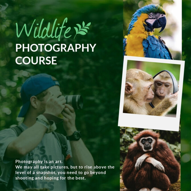 Essential Visuals for Your Online Course